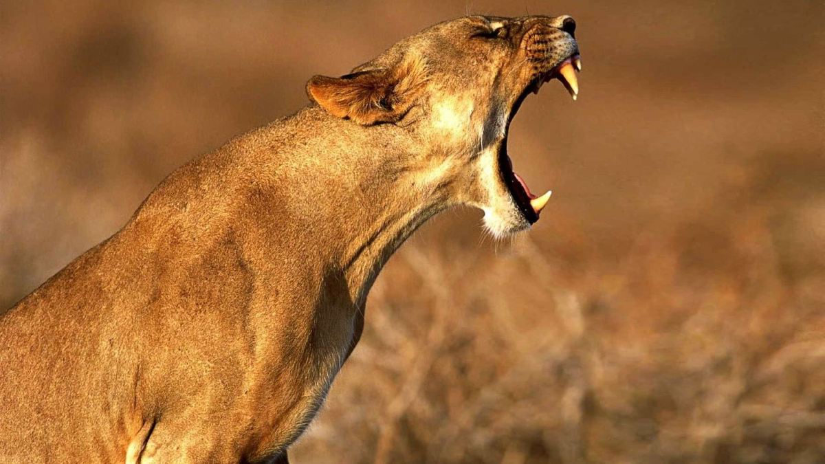 Lioness Symbolism – Whispers, Channels, Prophecies & Visions