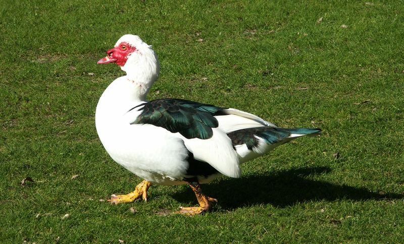 Muscovy Duck Symbolic Meaning – Whispers, Channels, Prophecies & Visions
