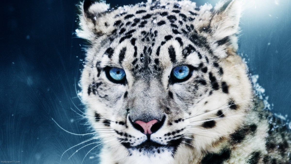 The White Leopard Symbolic Meaning – Whispers, Channels, Prophecies ...