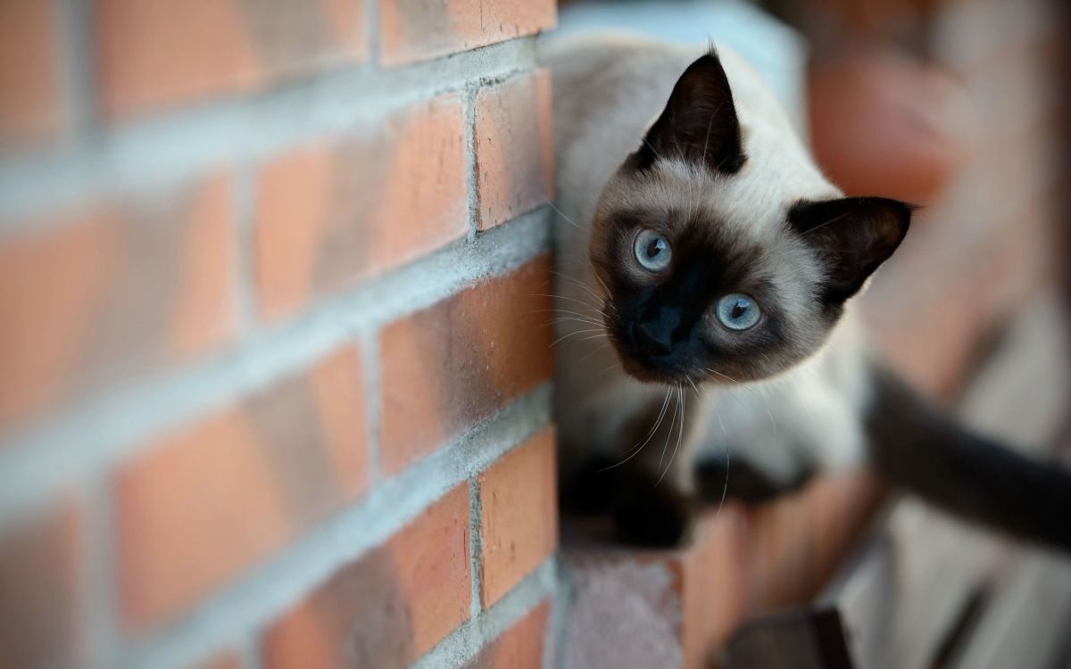 The Symbolic Meaning of Siamese Cats [Felis catus] – Whispers, Channels ...
