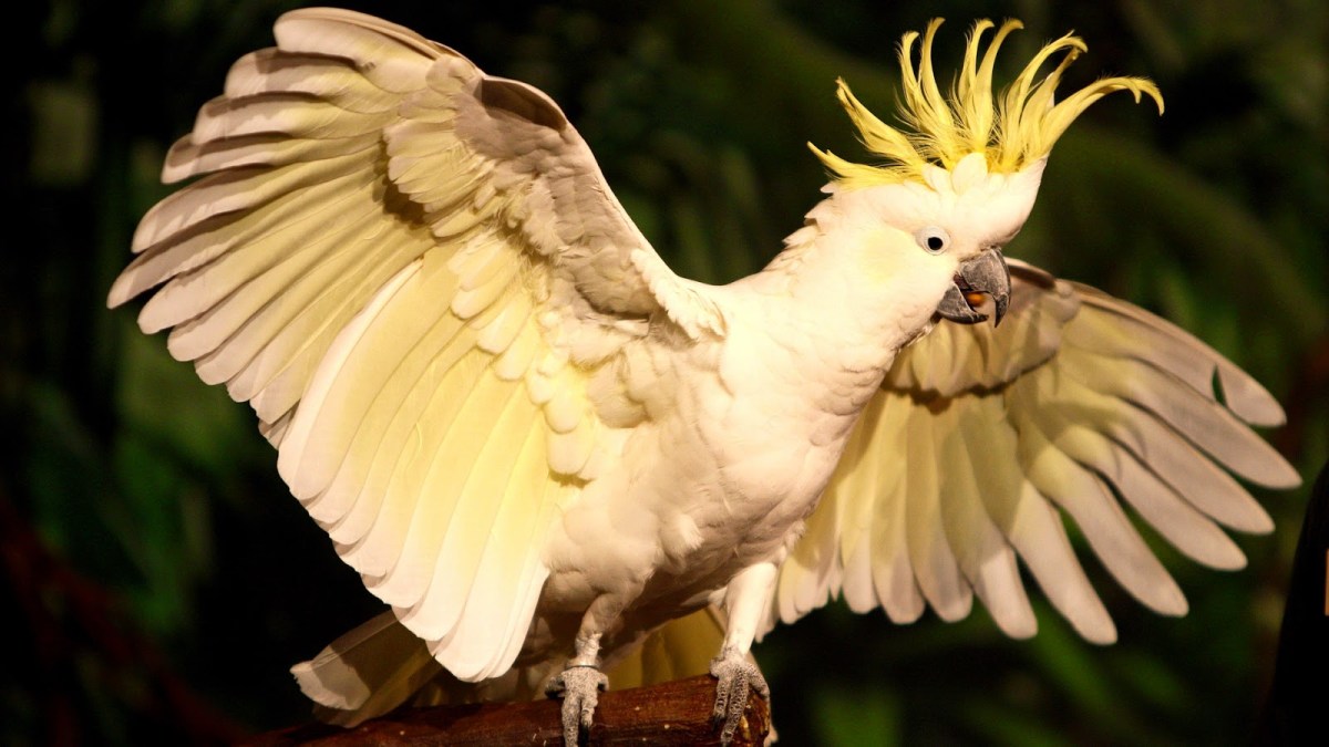 The Symbolic Meaning Of The Cockatoo Bird – Whispers, Channels ...
