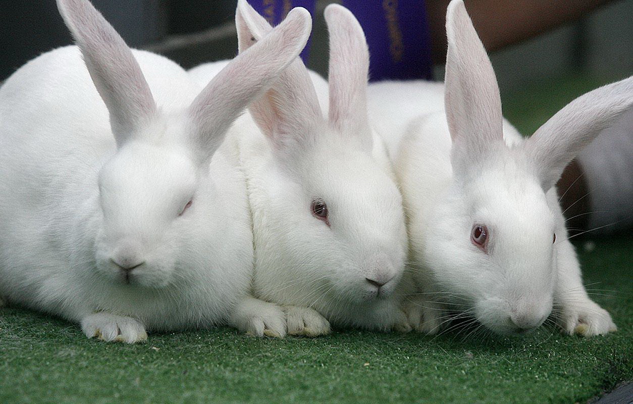 White Rabbit Symbolic Meaning – Whispers, Channels, Prophecies & Visions