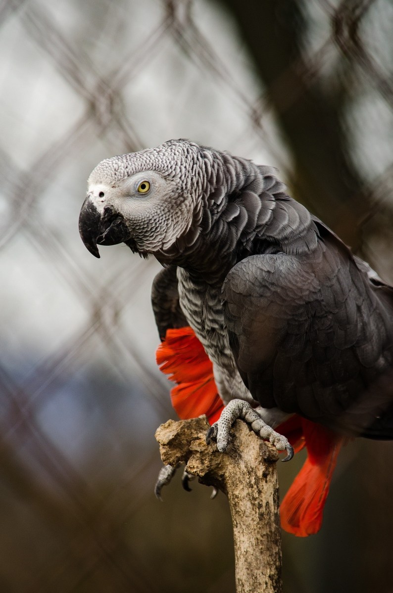 African Grey Symbolic Interpretation – Whispers, Channels, Prophecies ...