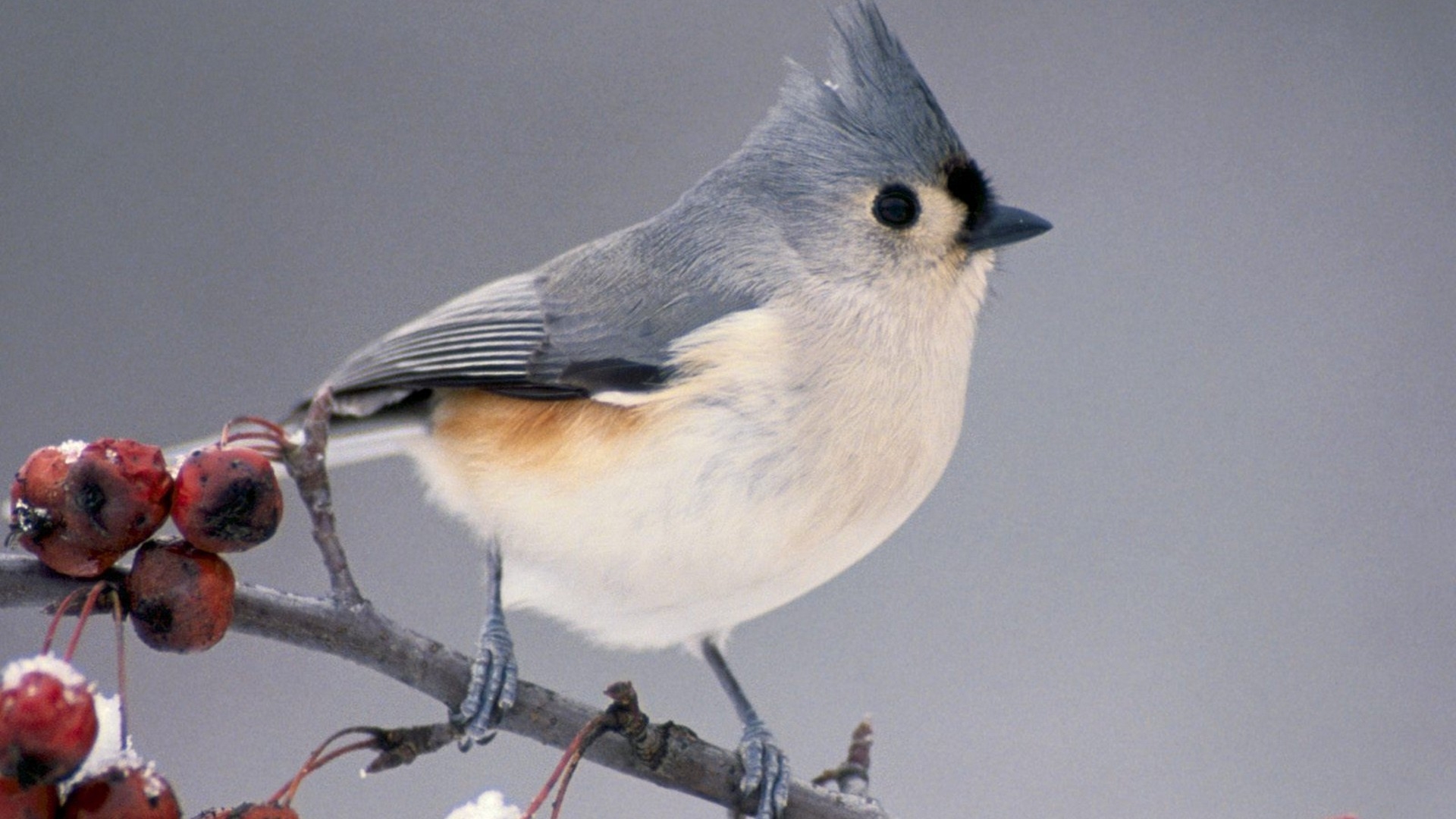 Tufted Titmouse Bird Symbolic Meaning – Whispers, Channels, Prophecies ...